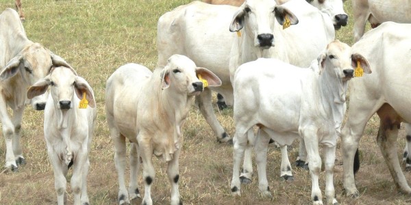 Production Archives - Beef Central