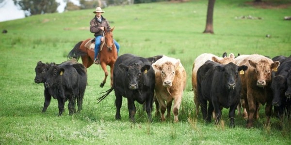 News Archives - Beef Central