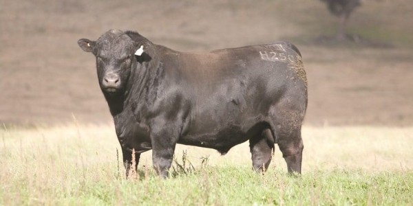 Genetics Central | Beef Central