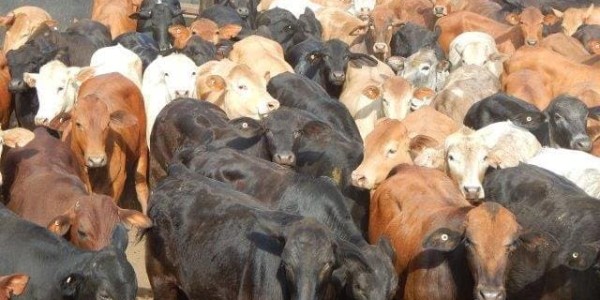 Genetics Central | Beef Central