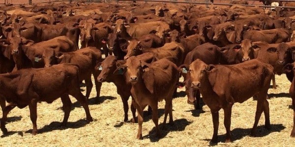 Genetics Central Beef Central