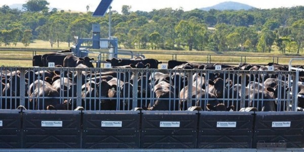 Genetics Central Beef Central