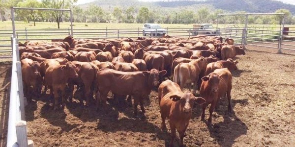 Australian Lotfeeding News | Beef Central