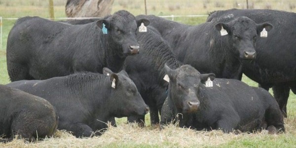 Genetics Central | Beef Central