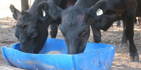 Production Archives - Beef Central