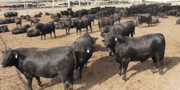 Markets Archives - Beef Central