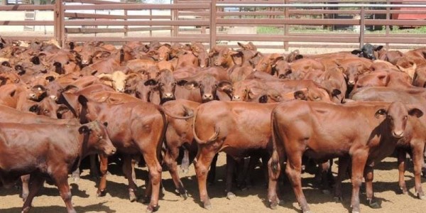 Markets Archives - Beef Central