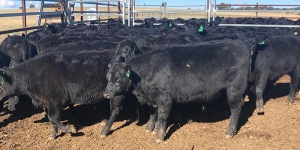 Markets Archives - Beef Central