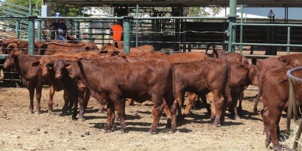 Markets Archives - Beef Central