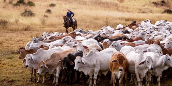 News Archives - Beef Central