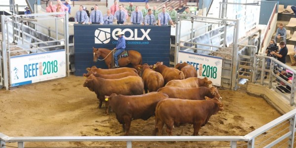 Beef 2024 Preview Archives - Beef Central