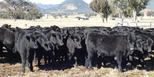 Markets Archives - Beef Central