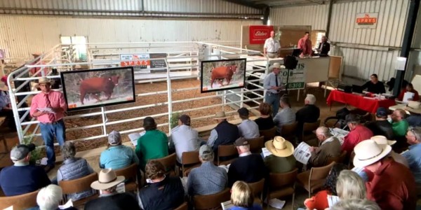 Genetics Central | Beef Central