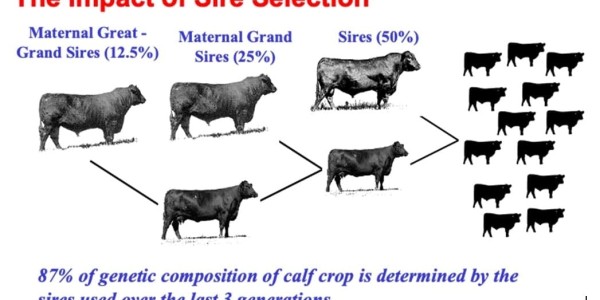 Genetics Central | Beef Central
