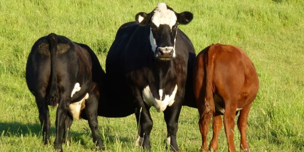 Genetics Central | Beef Central