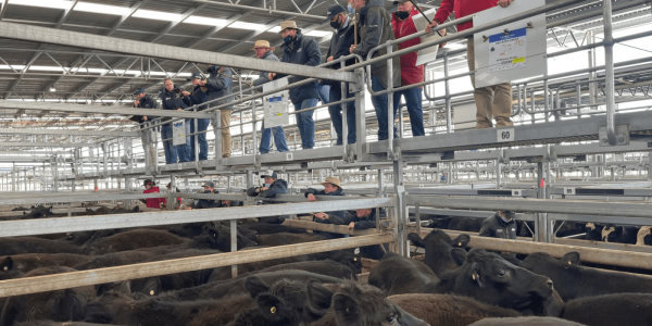 News Archives - Beef Central