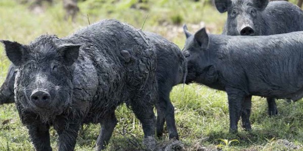 Production Archives - Beef Central