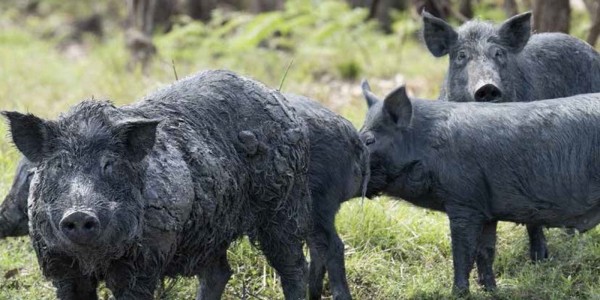 Production Archives - Beef Central