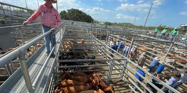 Markets Archives - Beef Central