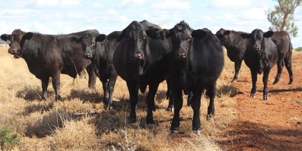 Production Archives - Beef Central