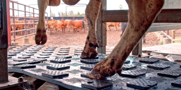 Sponsored Content Archives - Beef Central