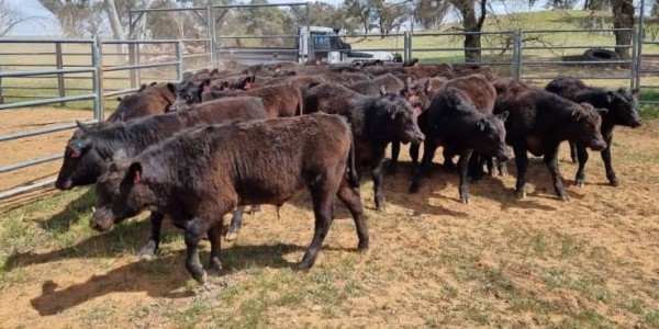 Markets Archives - Beef Central