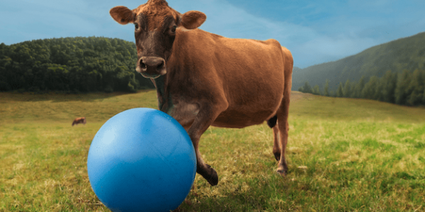 Ag Tech Archives - Beef Central