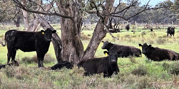 Genetics Central Beef Central