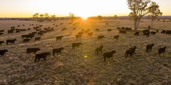 Production Archives - Beef Central