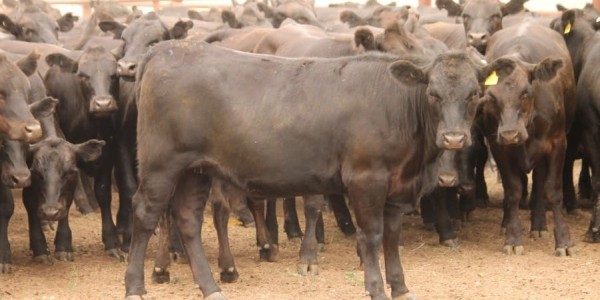Markets Archives - Beef Central
