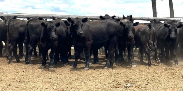 Markets Archives - Beef Central