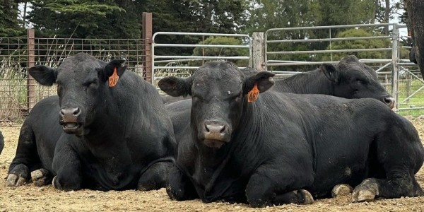 Genetics Central | Beef Central