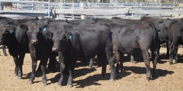 Markets Archives - Beef Central