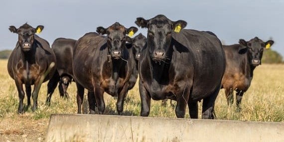 News Archives - Beef Central