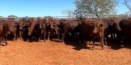 Markets Archives - Beef Central