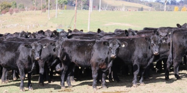Markets Archives - Beef Central
