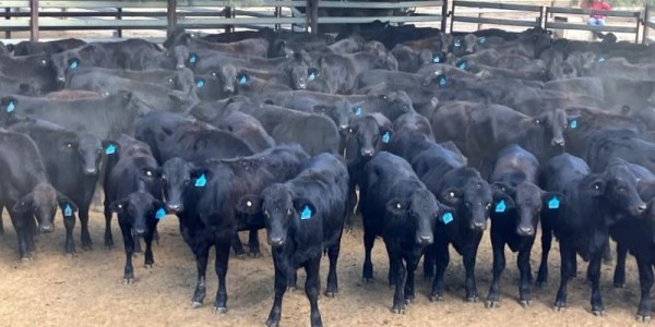 Markets Archives - Beef Central