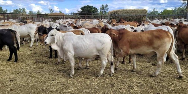 Beef Central Property News