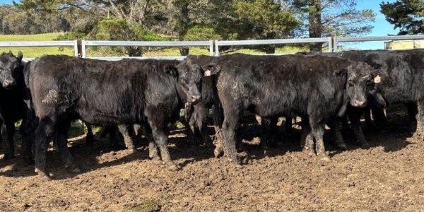 Markets Archives - Beef Central