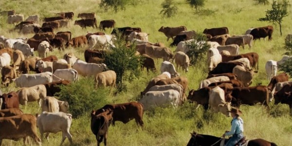 Carbon Archives - Beef Central