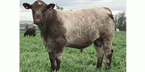 Sponsored Content Archives - Beef Central