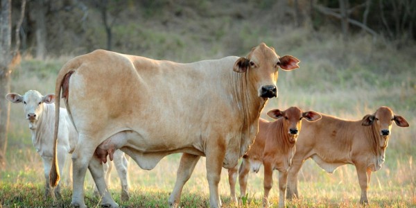 News Archives - Beef Central