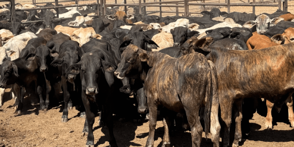 Markets Archives - Beef Central