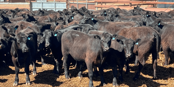 News Archives - Beef Central