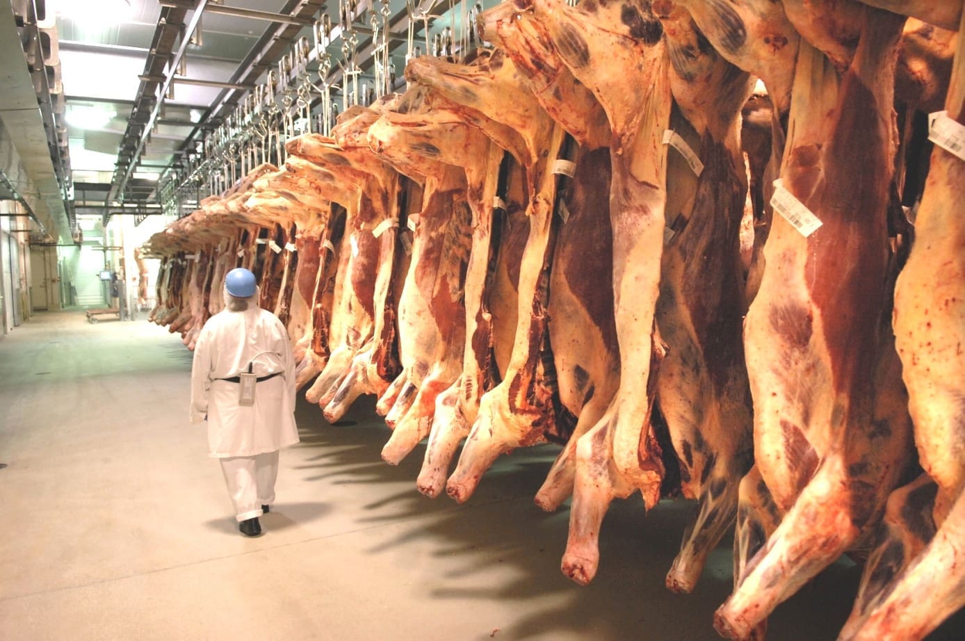 Weekly Kills Surge Again To Another Record Beef Central Weekly Kills Surge Again To Another Record Beef Central