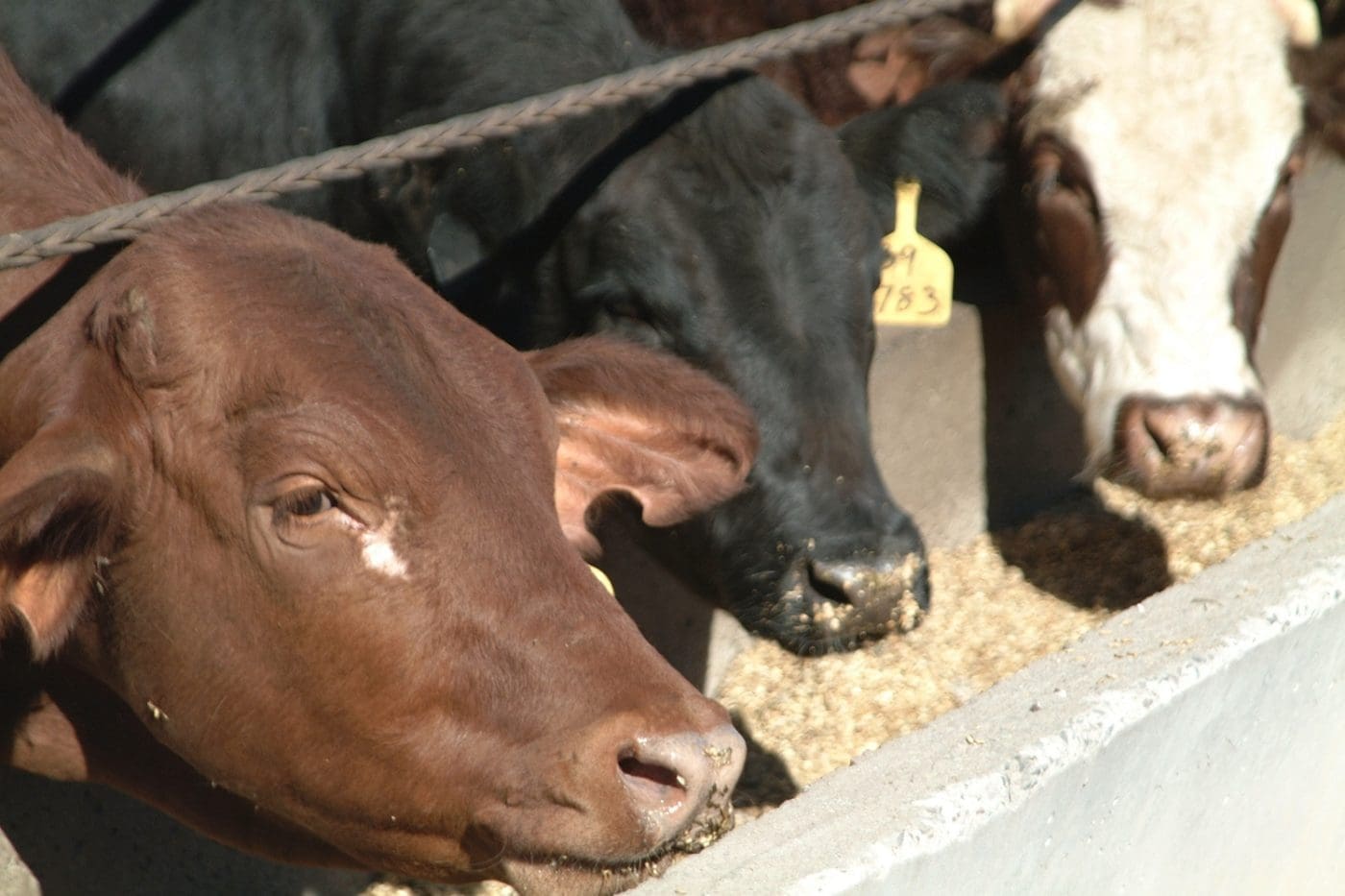 Top 25 No 17 Lemontree Feedlot Beef Central Top 25 No 17 Lemontree Feedlot Beef Central