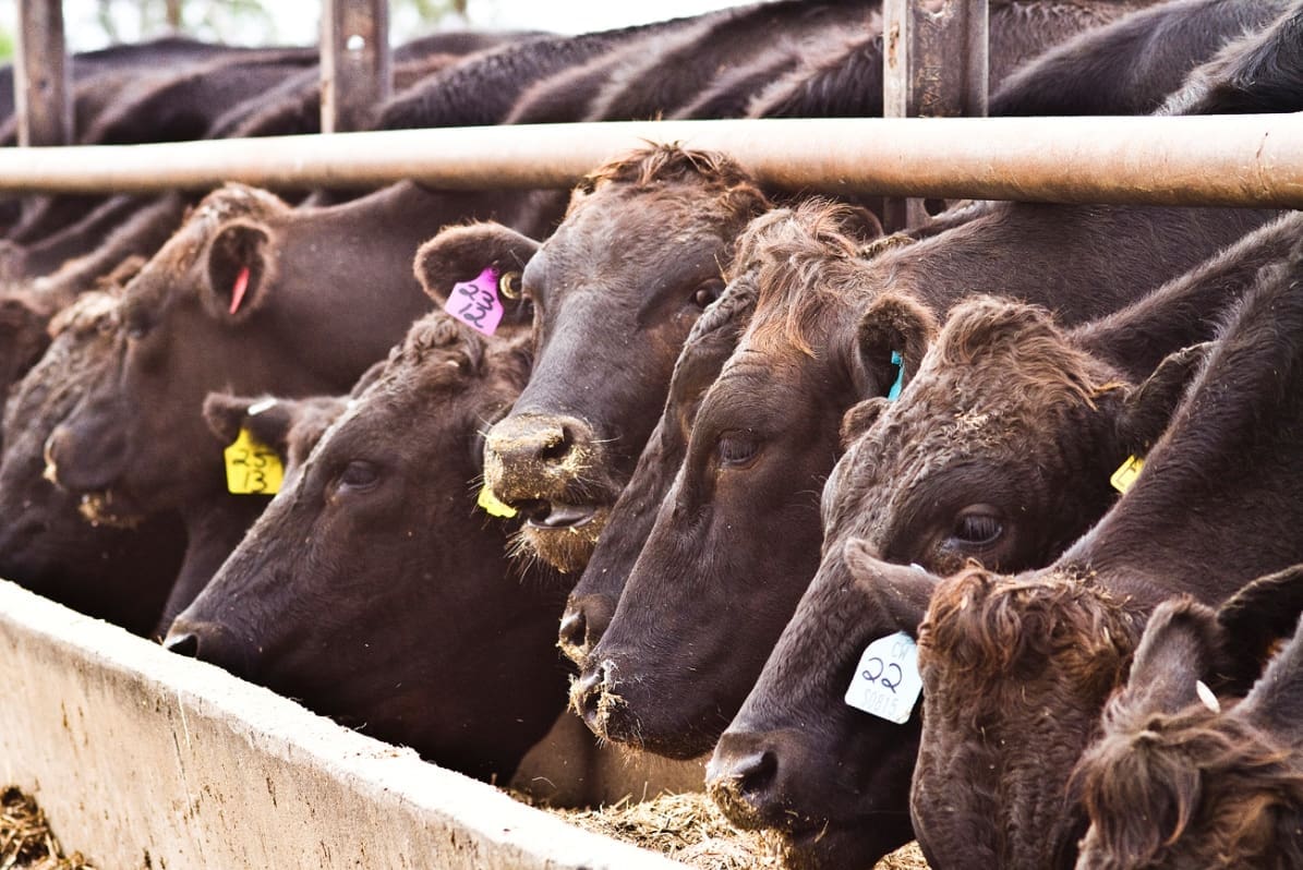 Little Change In Feedlot Margins So Let s Explore Some what Ifs