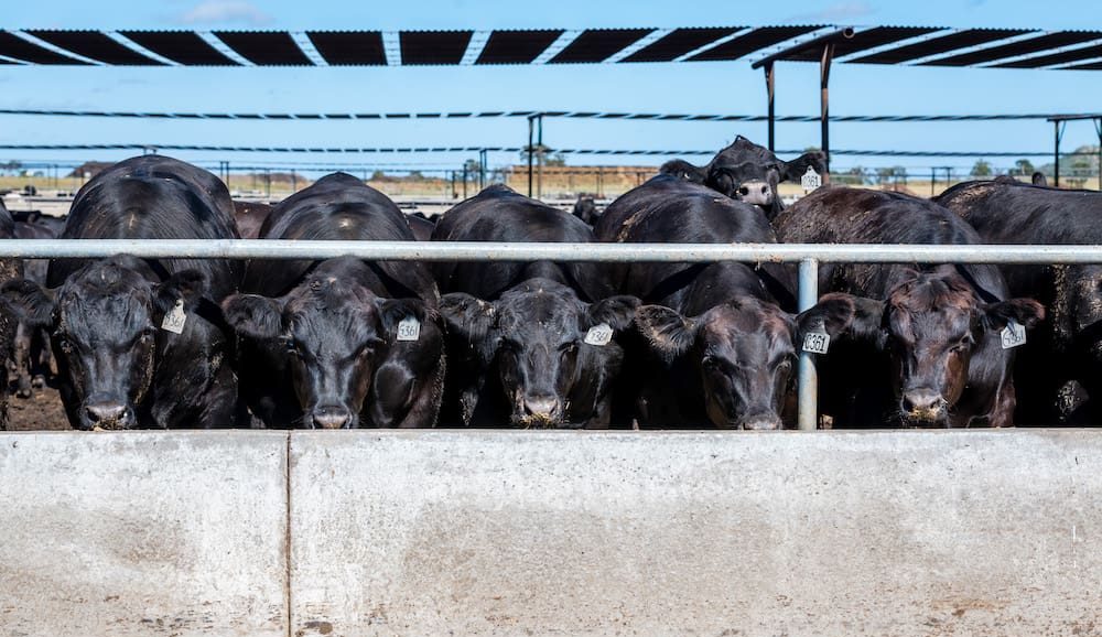 JBS introduces mandatory pre-vax requirement for Angus feeders in Qld ...