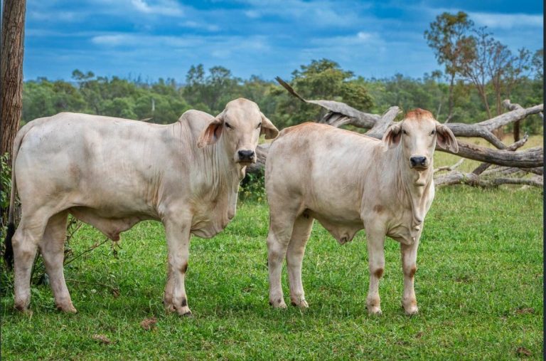 Weekly property review: North Qld grazing market shows resilience ...