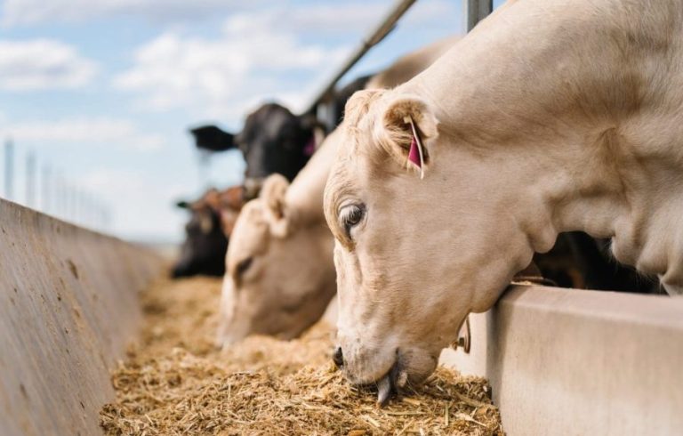 Can a Bovine appeasing substance calm cattle and improve production ...